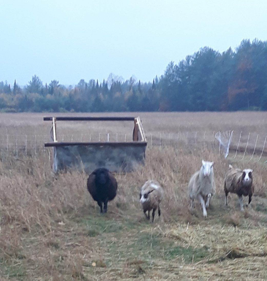 October Nor'easter • Runamuk Acres Conservation Farm